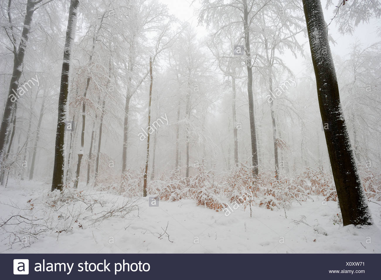 European Beech High Resolution Stock Photography and Images - Alamy