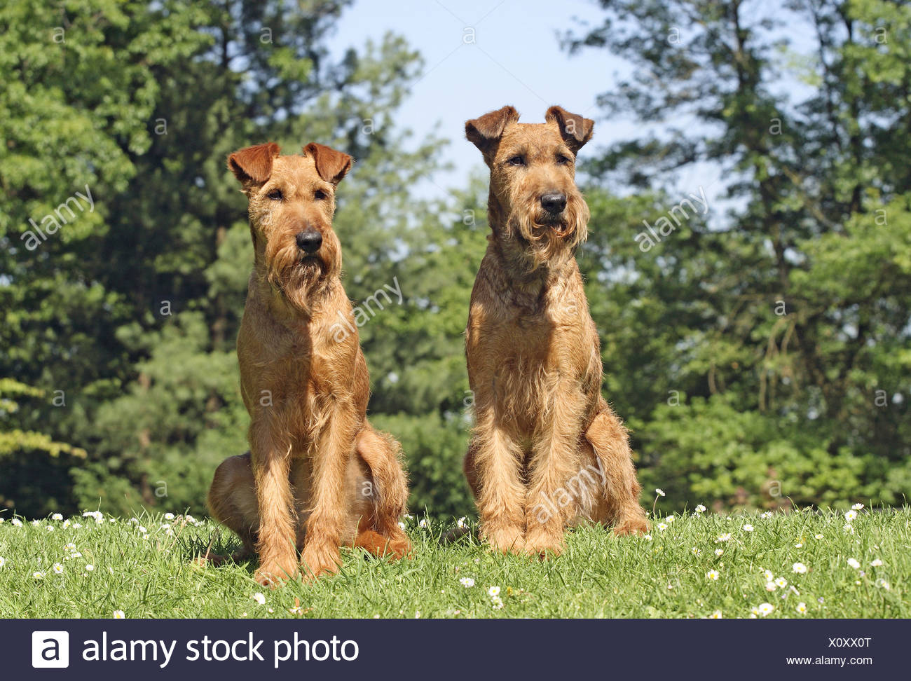 Irish Terrier Sitting Stock Photos & Irish Terrier Sitting Stock Images ...