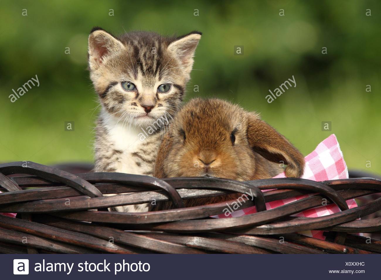 Rabbit Kitten High Resolution Stock Photography and Images - Alamy