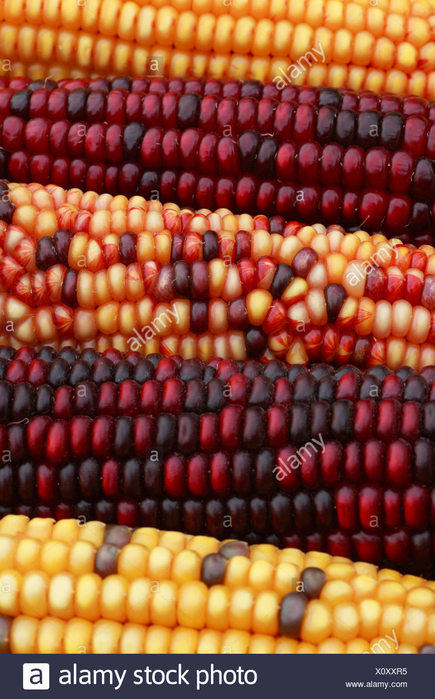 Different Colors Of Corn High Resolution Stock Photography and Images ...