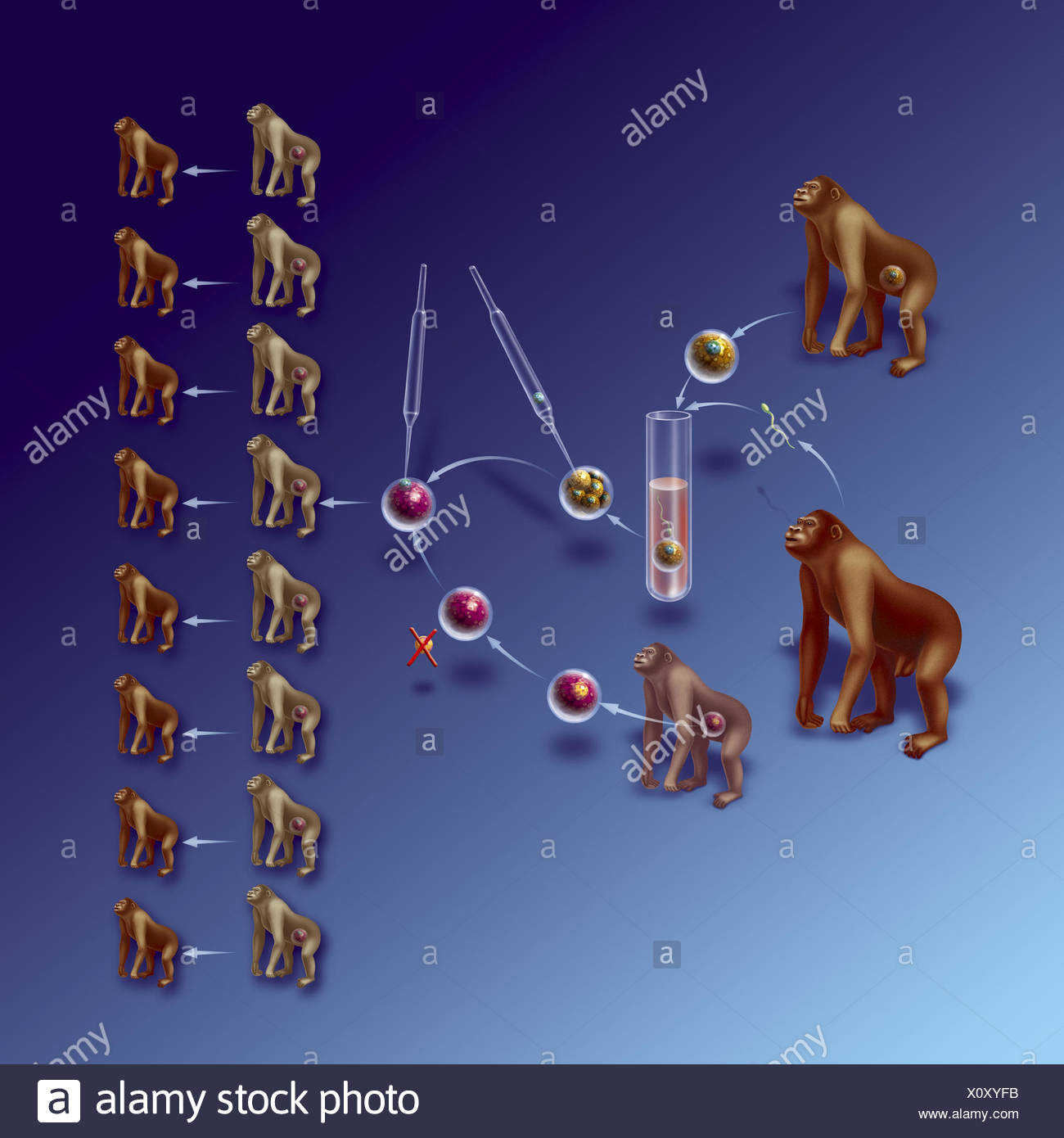 Conformity And Clones High Resolution Stock Photography and Images - Alamy