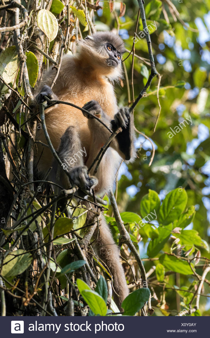 Capped Langur Stock Photos & Capped Langur Stock Images - Alamy