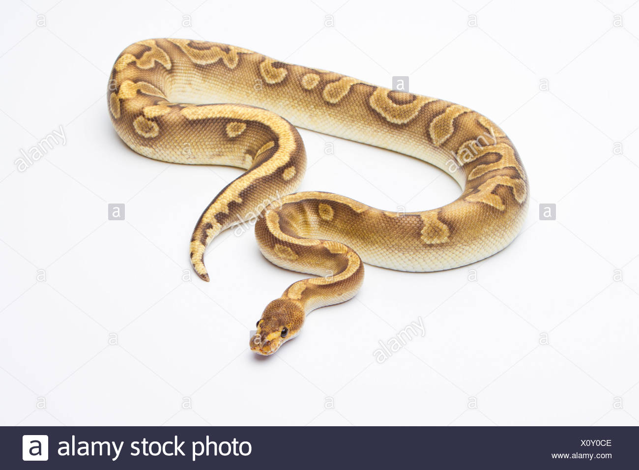 Python Vert High Resolution Stock Photography and Images - Alamy
