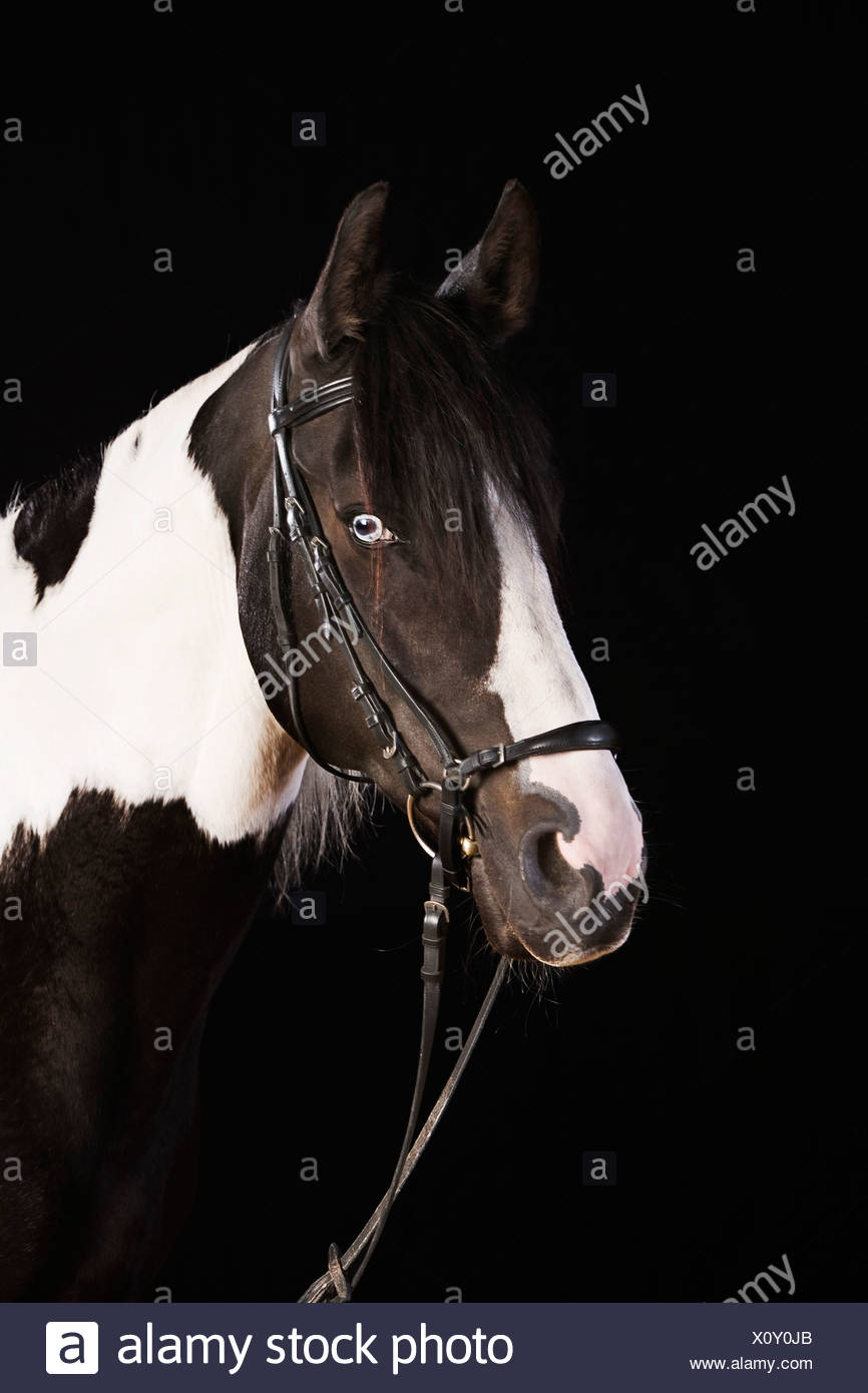 Skewbald Horse High Resolution Stock Photography and Images - Alamy