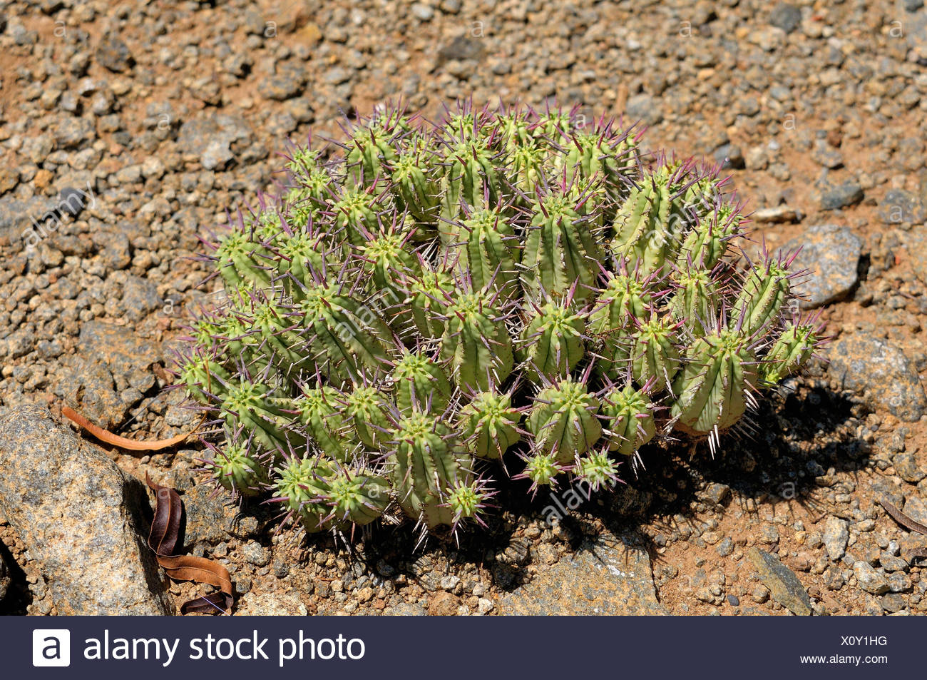 African Spurge High Resolution Stock Photography and Images - Alamy