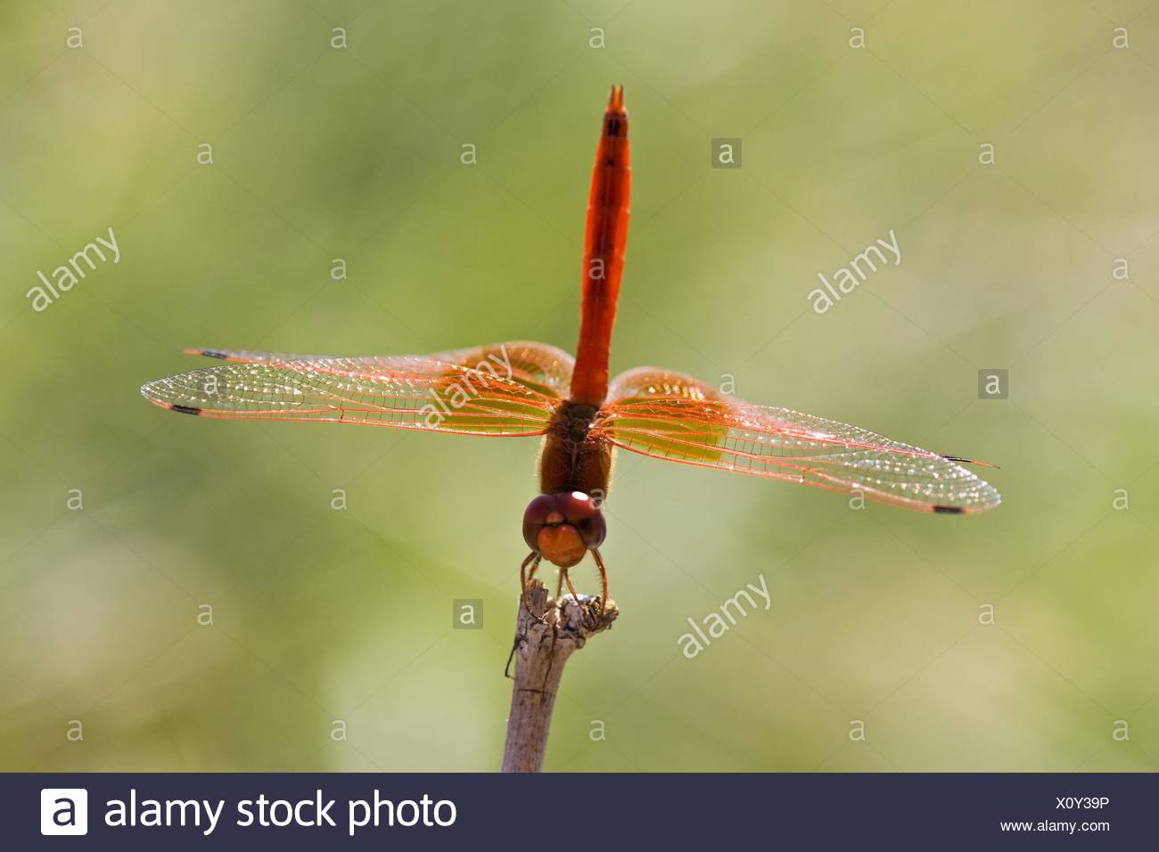 African Dragonflies High Resolution Stock Photography and Images - Alamy