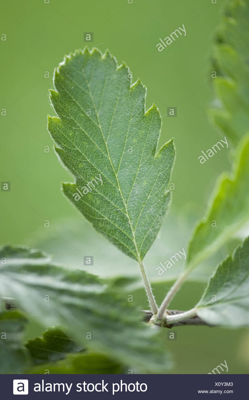 Whitebeam Tree Leaves Sorbus Aria High Resolution Stock Photography and ...