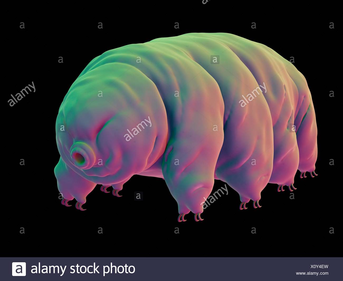 Water Bear Tardigrade High Resolution Stock Photography and Images - Alamy