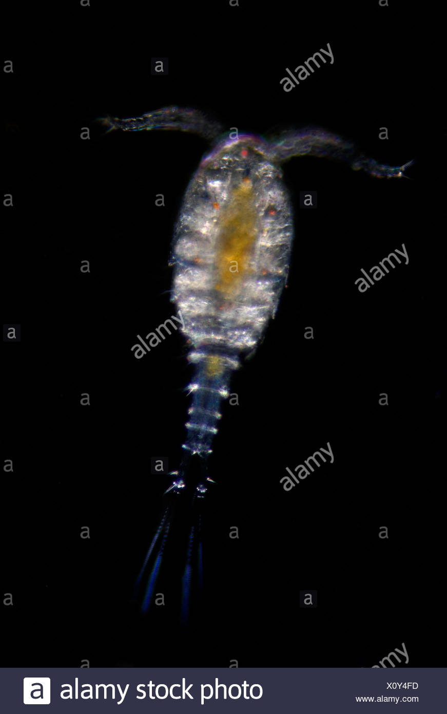 Cyclops Copepod Stock Photos & Cyclops Copepod Stock Images - Alamy