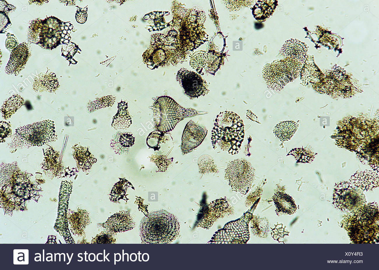 Radiolaria High Resolution Stock Photography and Images - Alamy