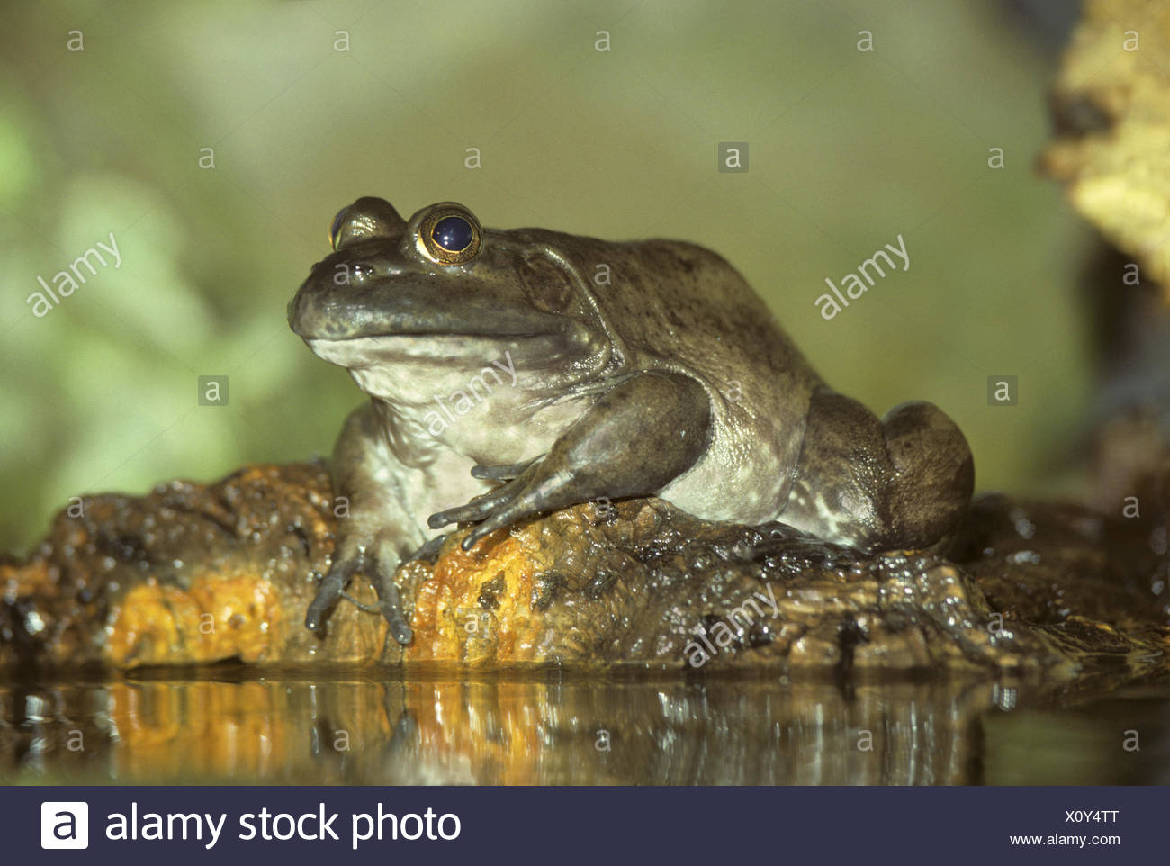 Bull Frogs Stock Photos & Bull Frogs Stock Images - Alamy