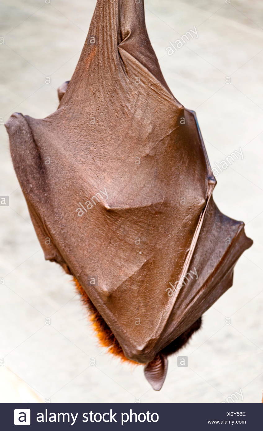 Bat Wing Close Up Stock Photos & Bat Wing Close Up Stock Images - Alamy