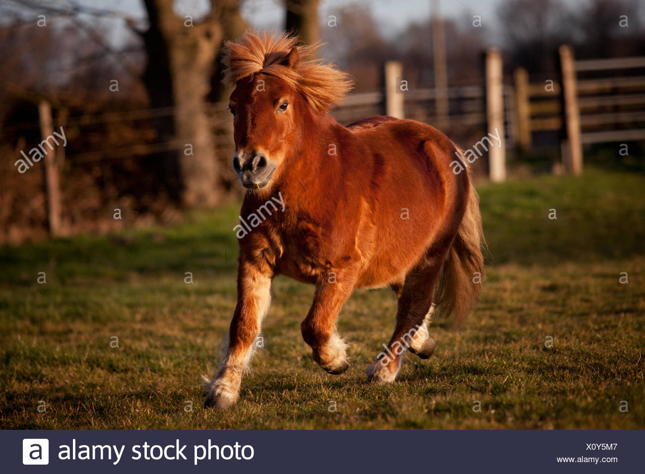 Male Shetland Pony High Resolution Stock Photography and Images - Alamy