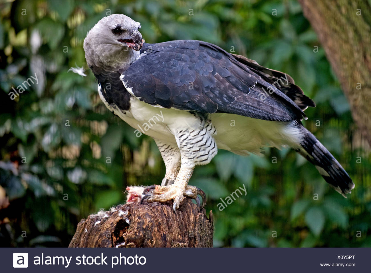 Harpy Eagle High Resolution Stock Photography and Images - Alamy
