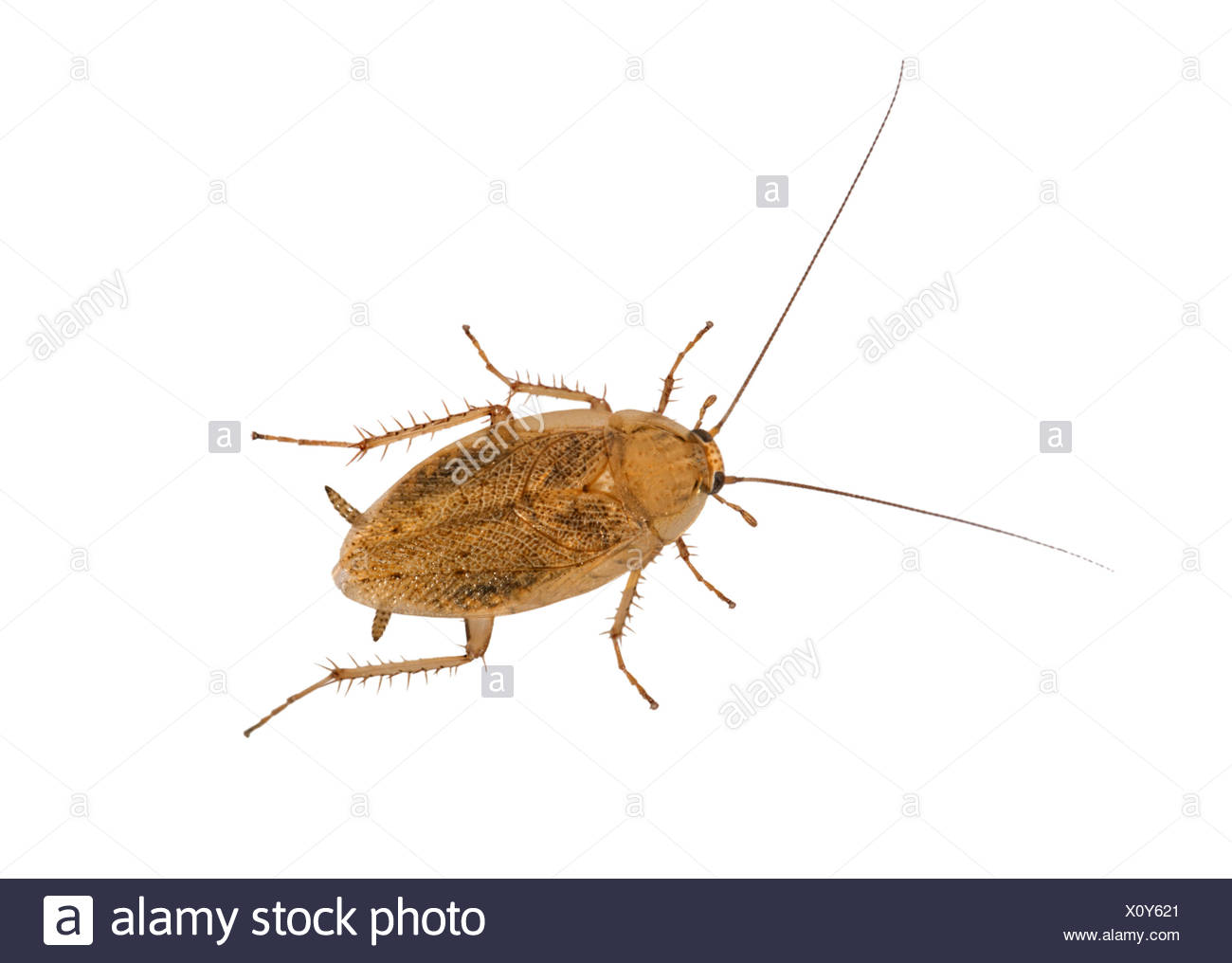 Cockroach Ectobius Pallidus Stock Photos & Cockroach Ectobius Pallidus ...
