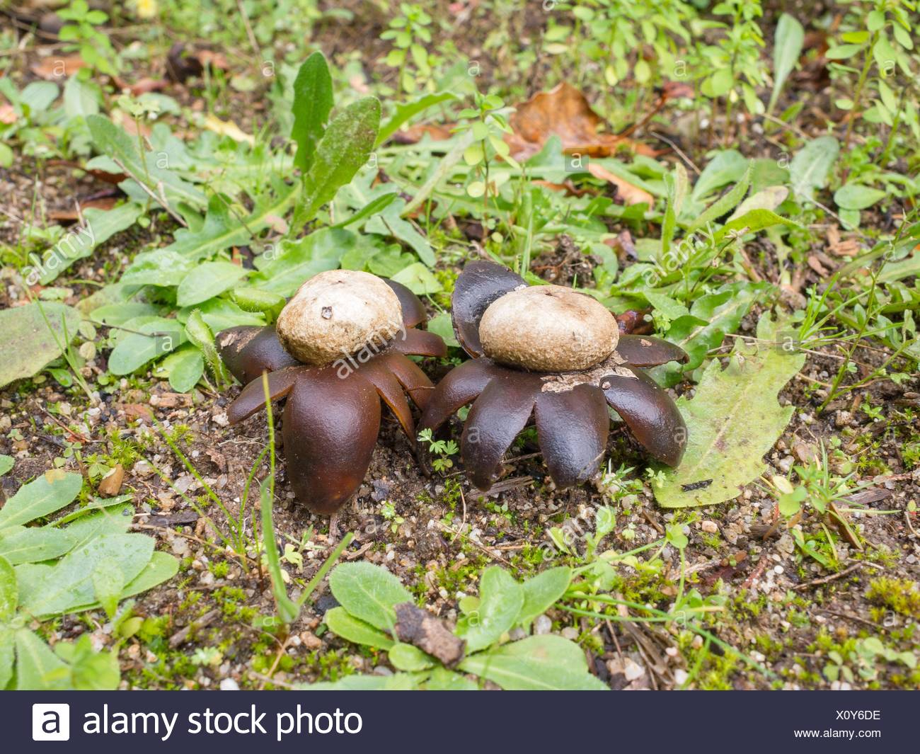 Ascomicetes High Resolution Stock Photography and Images - Alamy