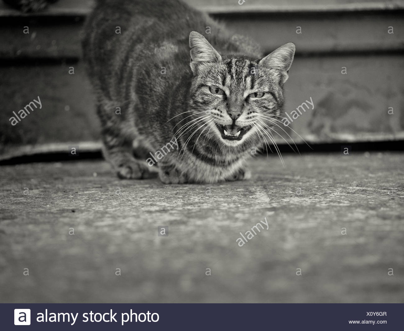 Cat Meowing High Resolution Stock Photography and Images - Alamy
