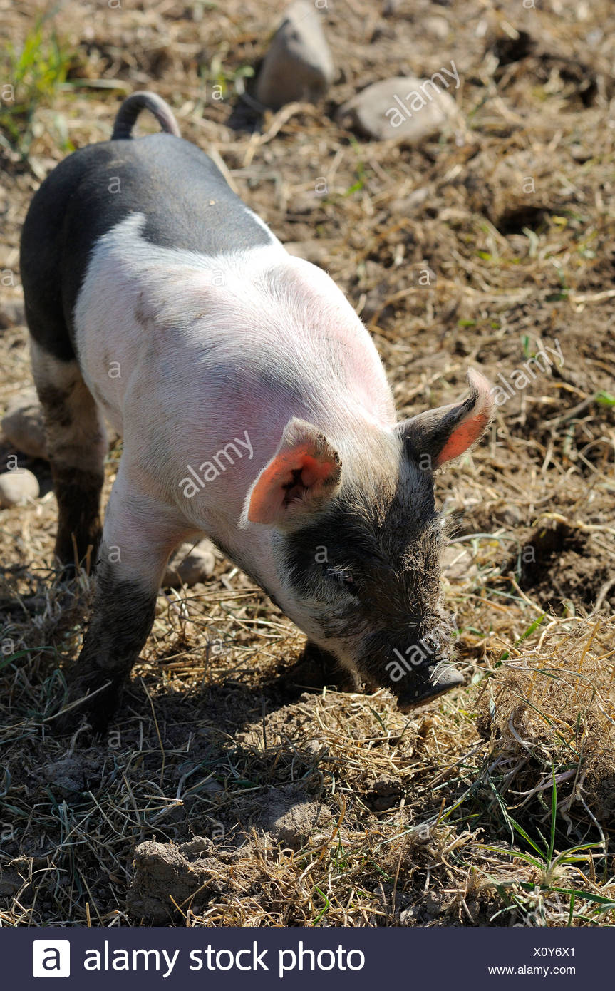 Tail Root Stock Photos & Tail Root Stock Images - Alamy