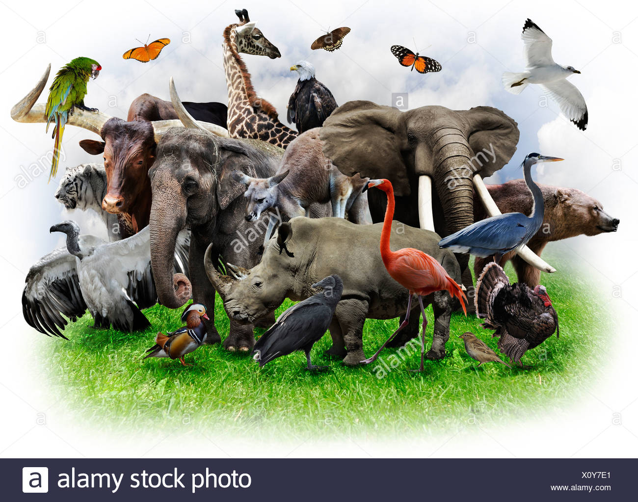 Rhinoceros Birds High Resolution Stock Photography and Images - Alamy