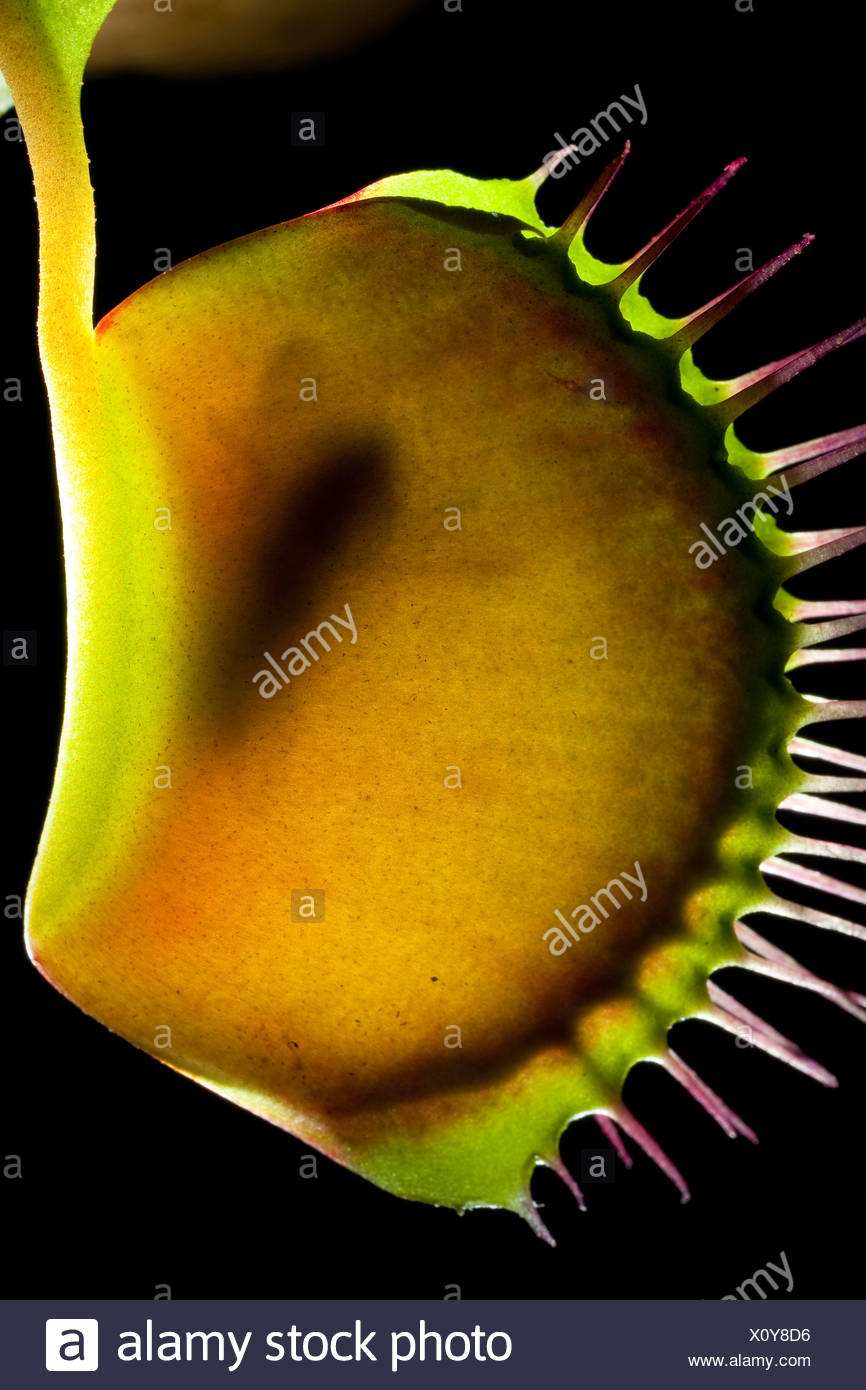 Venus Flytraps Dionaea Muscipula High Resolution Stock Photography and ...