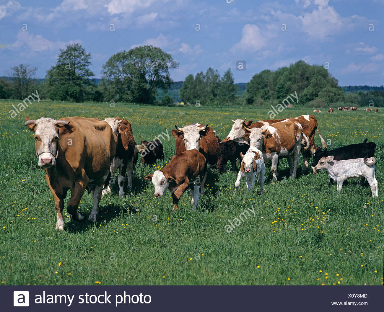 Simmental Cows And Calves High Resolution Stock Photography and Images ...