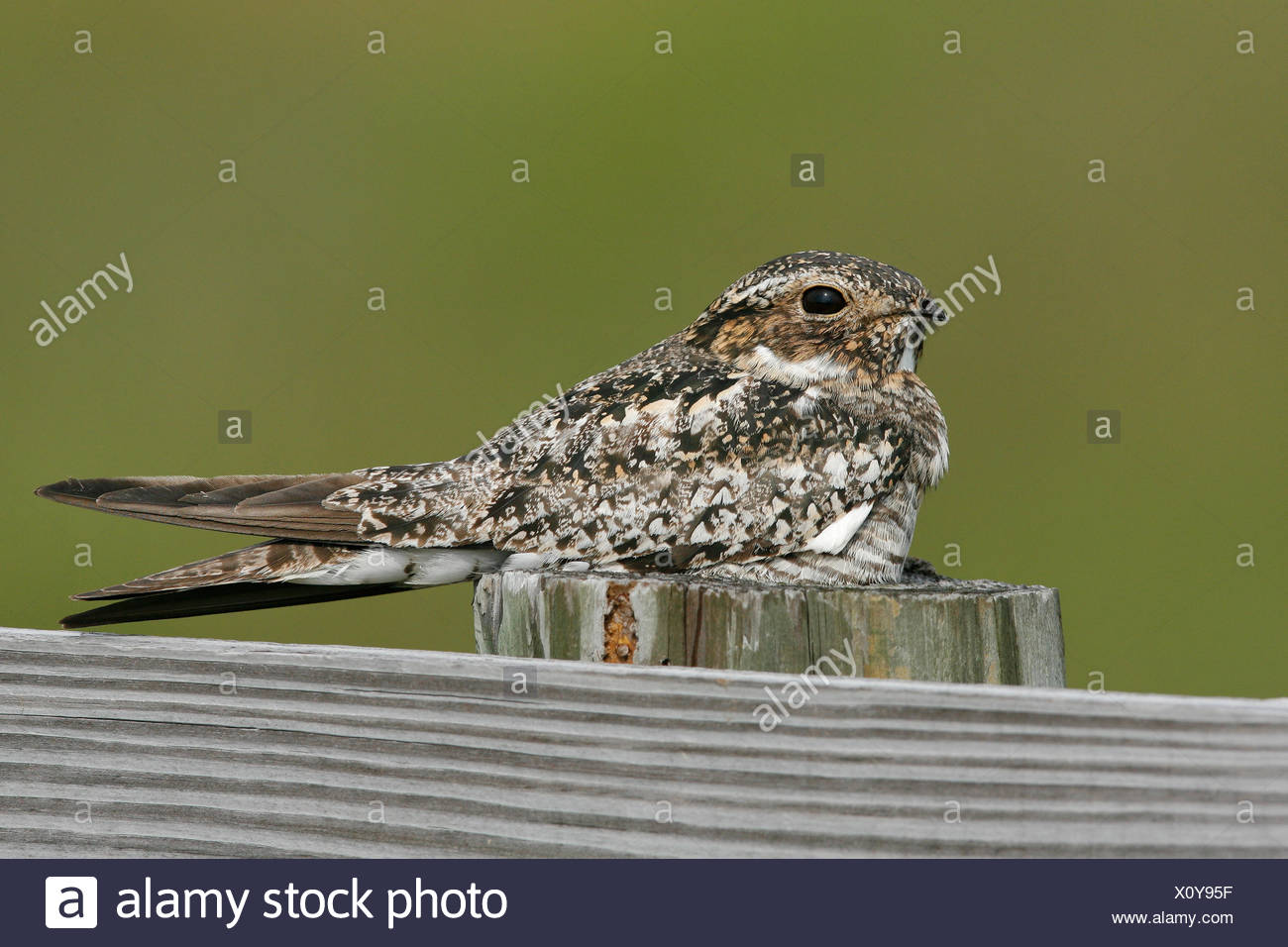 Nightjar And Bird High Resolution Stock Photography and Images - Alamy