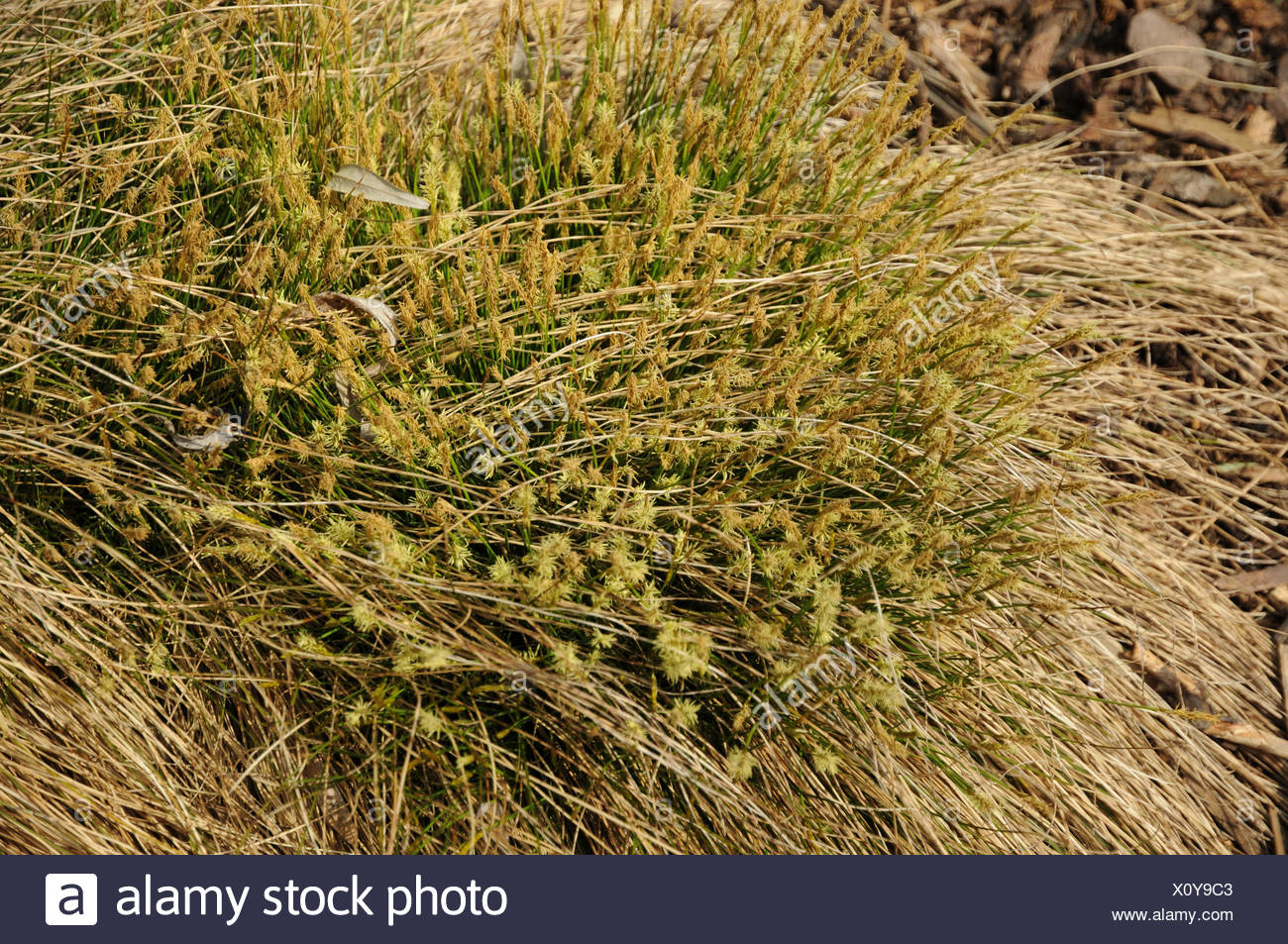 Dioecious High Resolution Stock Photography and Images - Alamy