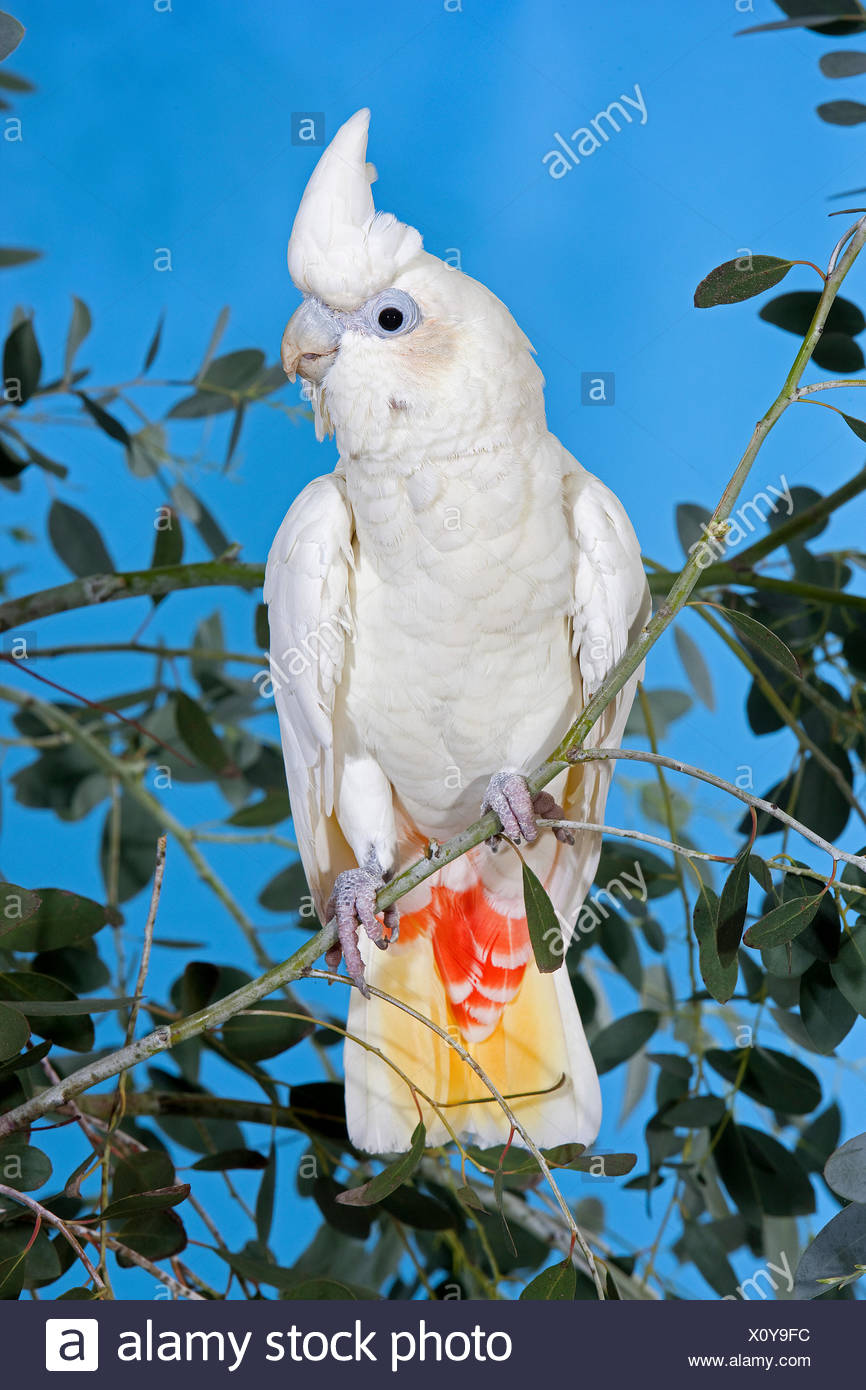Philippine Cockatoo Or Red Vented Cockatoo Cacatua Haematuropygia High ...