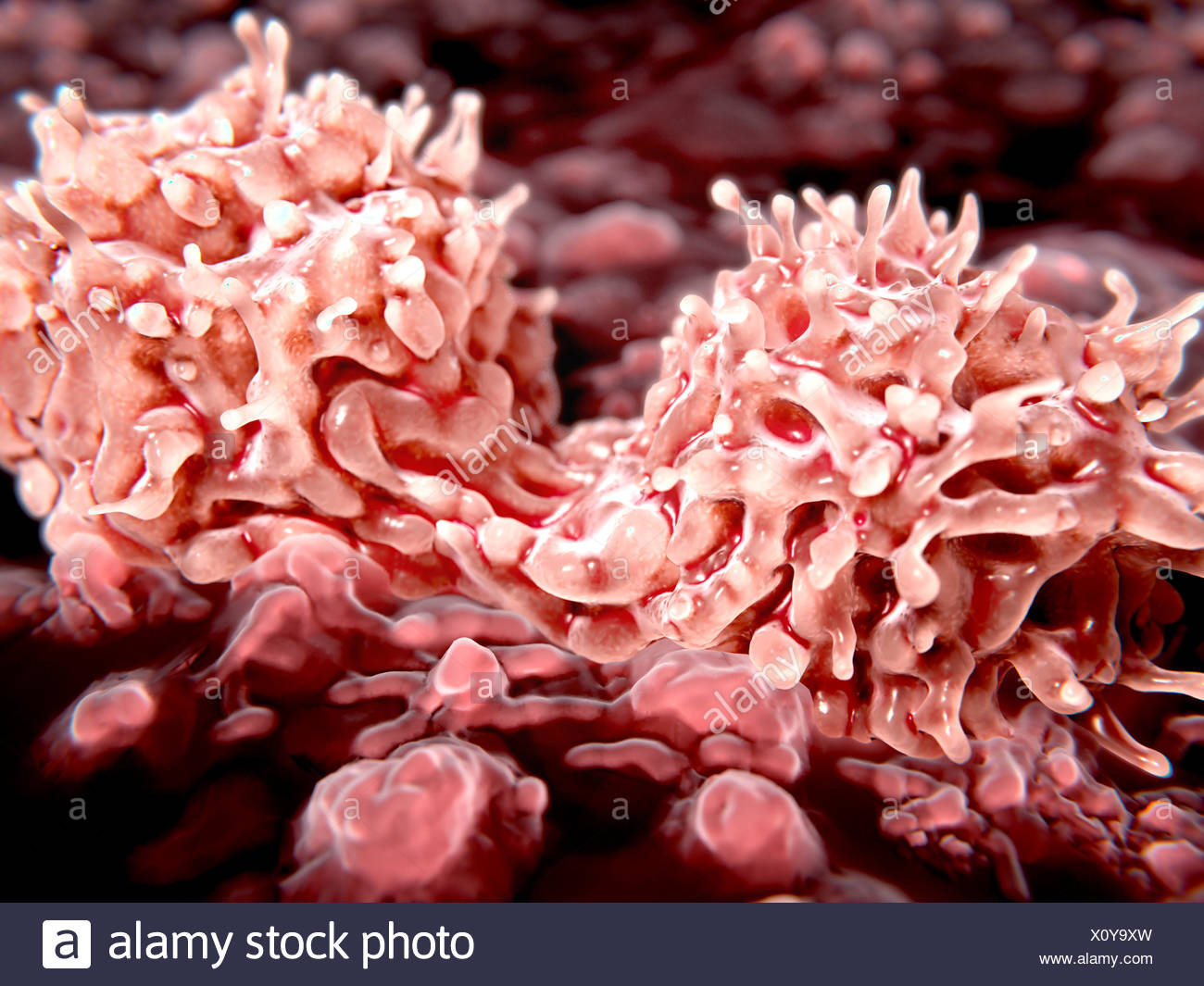 The Process Of Cell Division By Mitosis High Resolution Stock ...