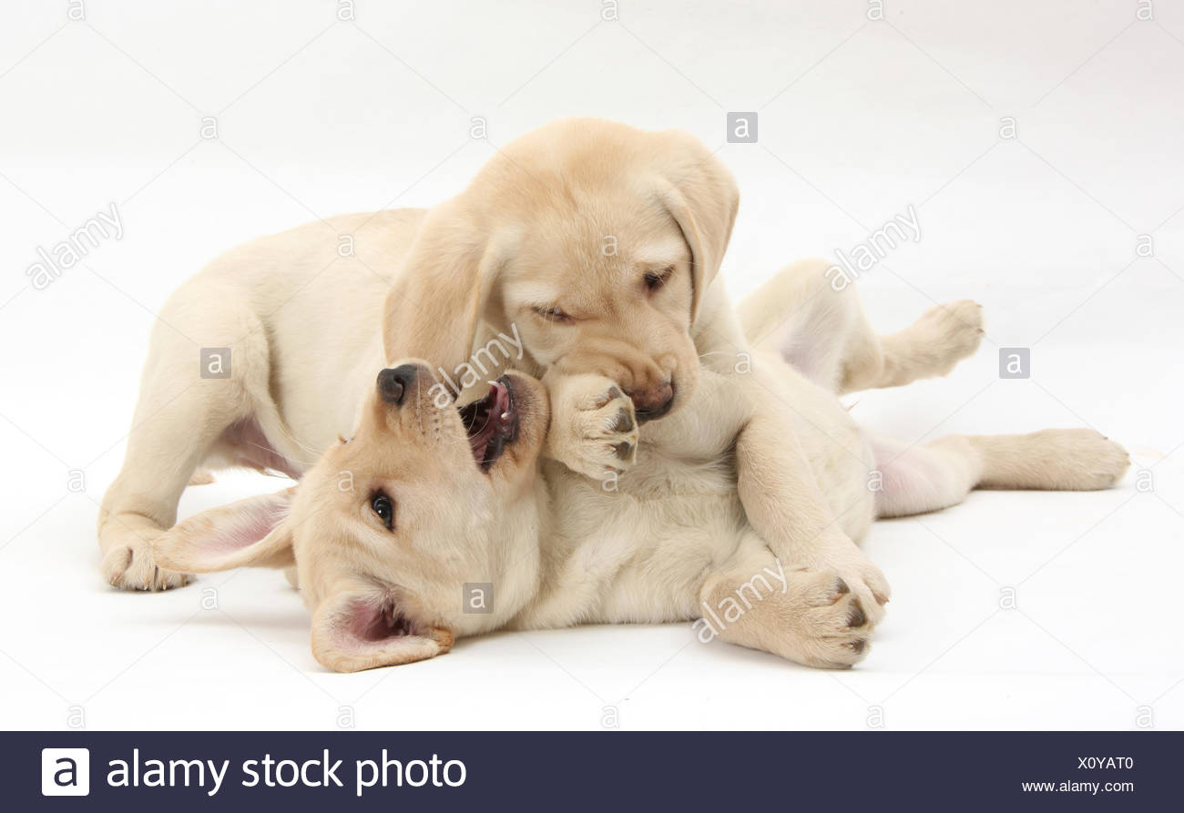 Two Puppies High Resolution Stock Photography and Images - Alamy