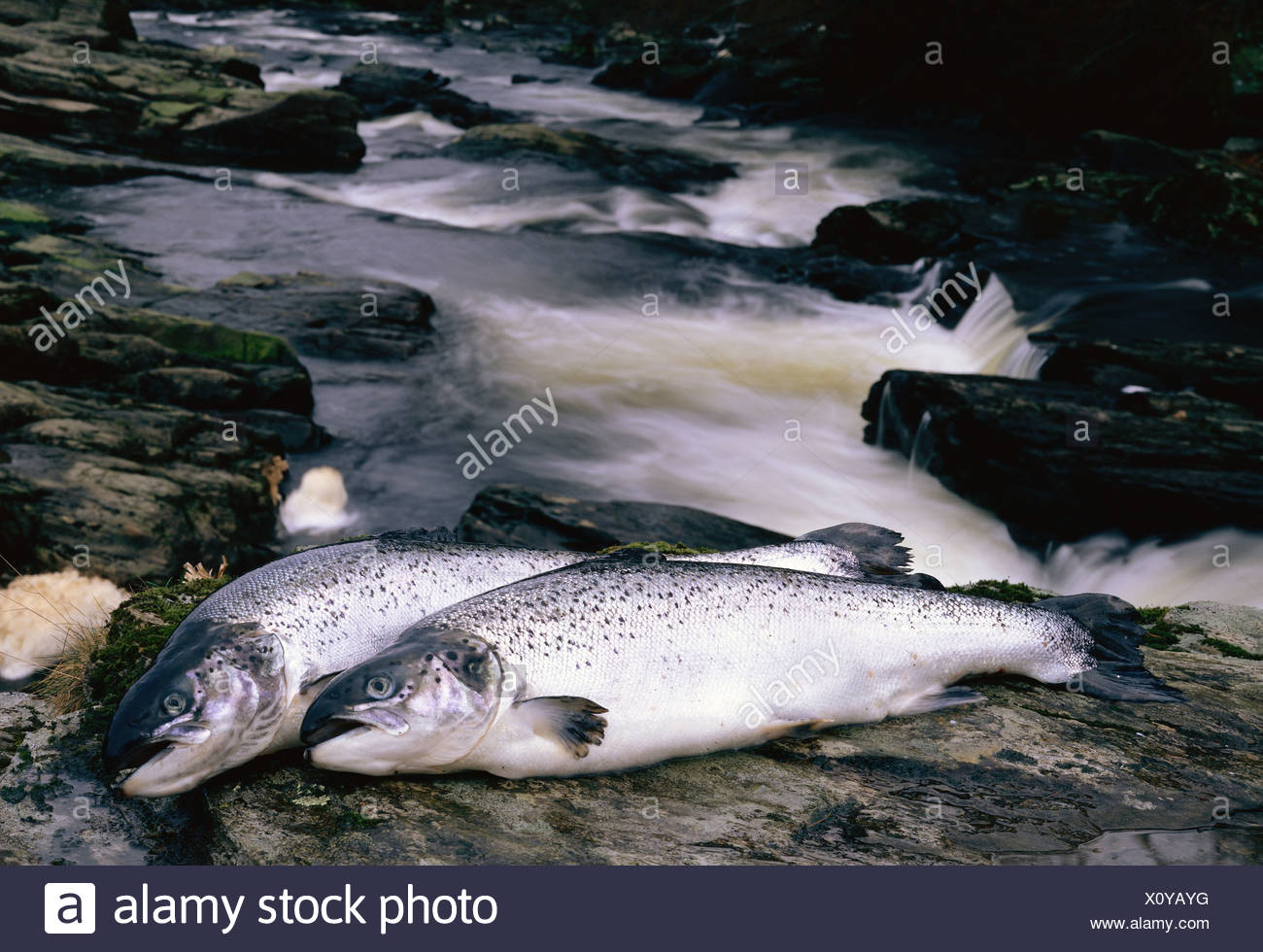 Whole Salmon Stock Photos & Whole Salmon Stock Images - Alamy