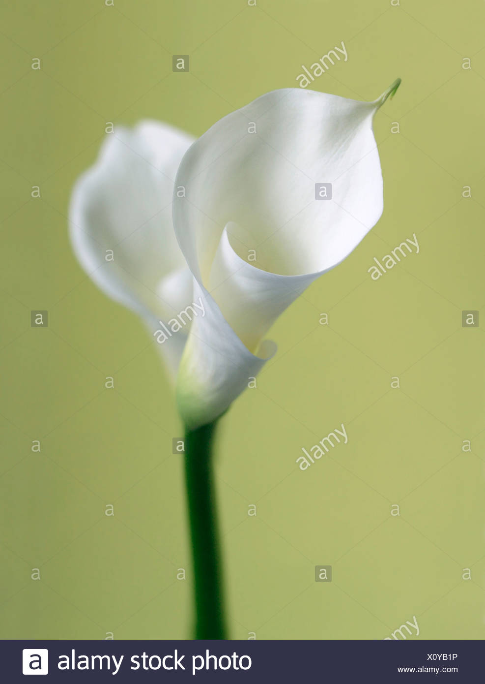 Zantedeschia Species High Resolution Stock Photography and Images - Alamy