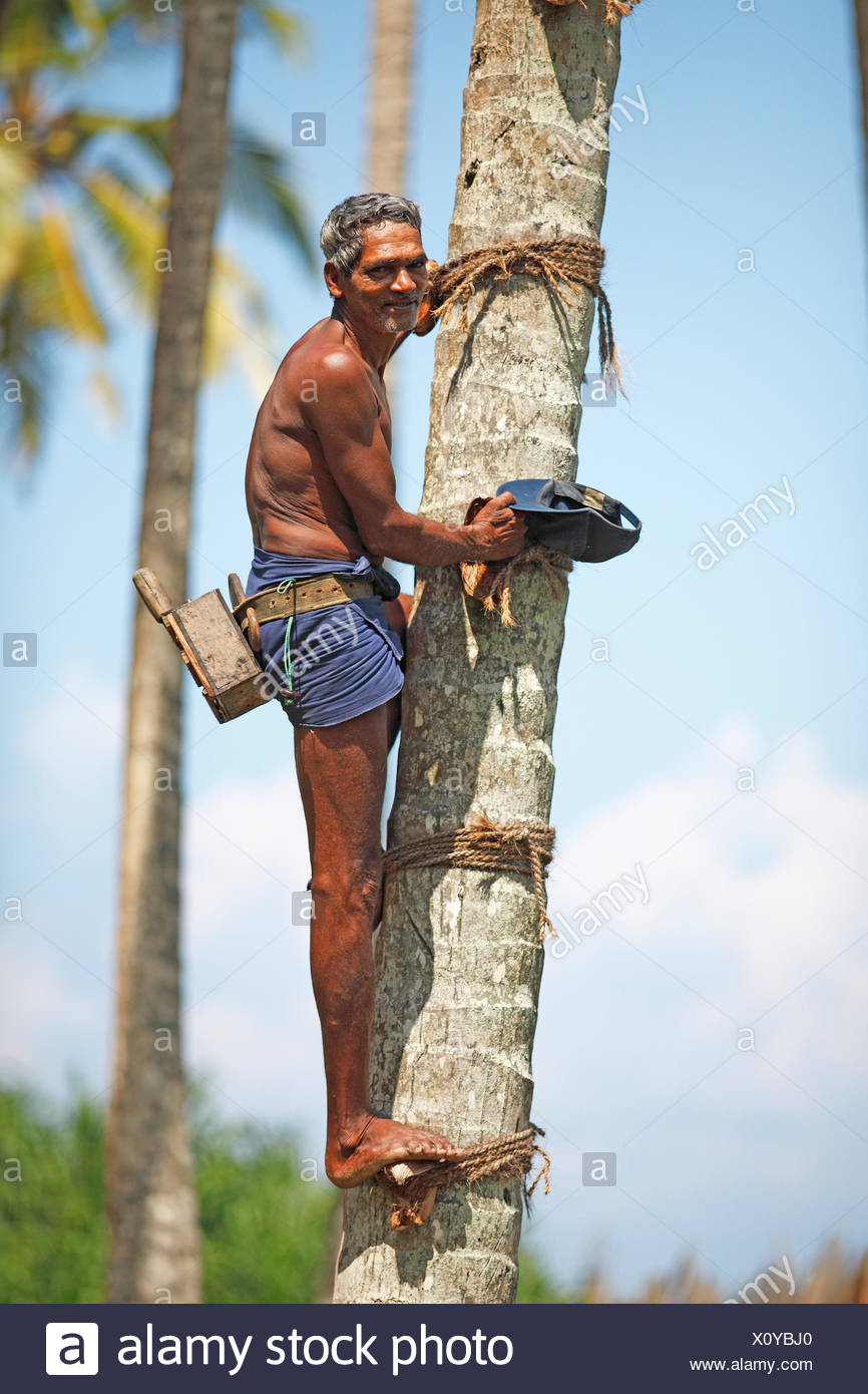Coconut Climb Tree Sri Lanka Stock Photos & Coconut Climb Tree Sri ...