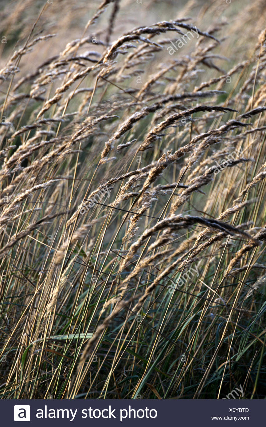 Red Fescue Grass Stock Photos & Red Fescue Grass Stock Images - Alamy