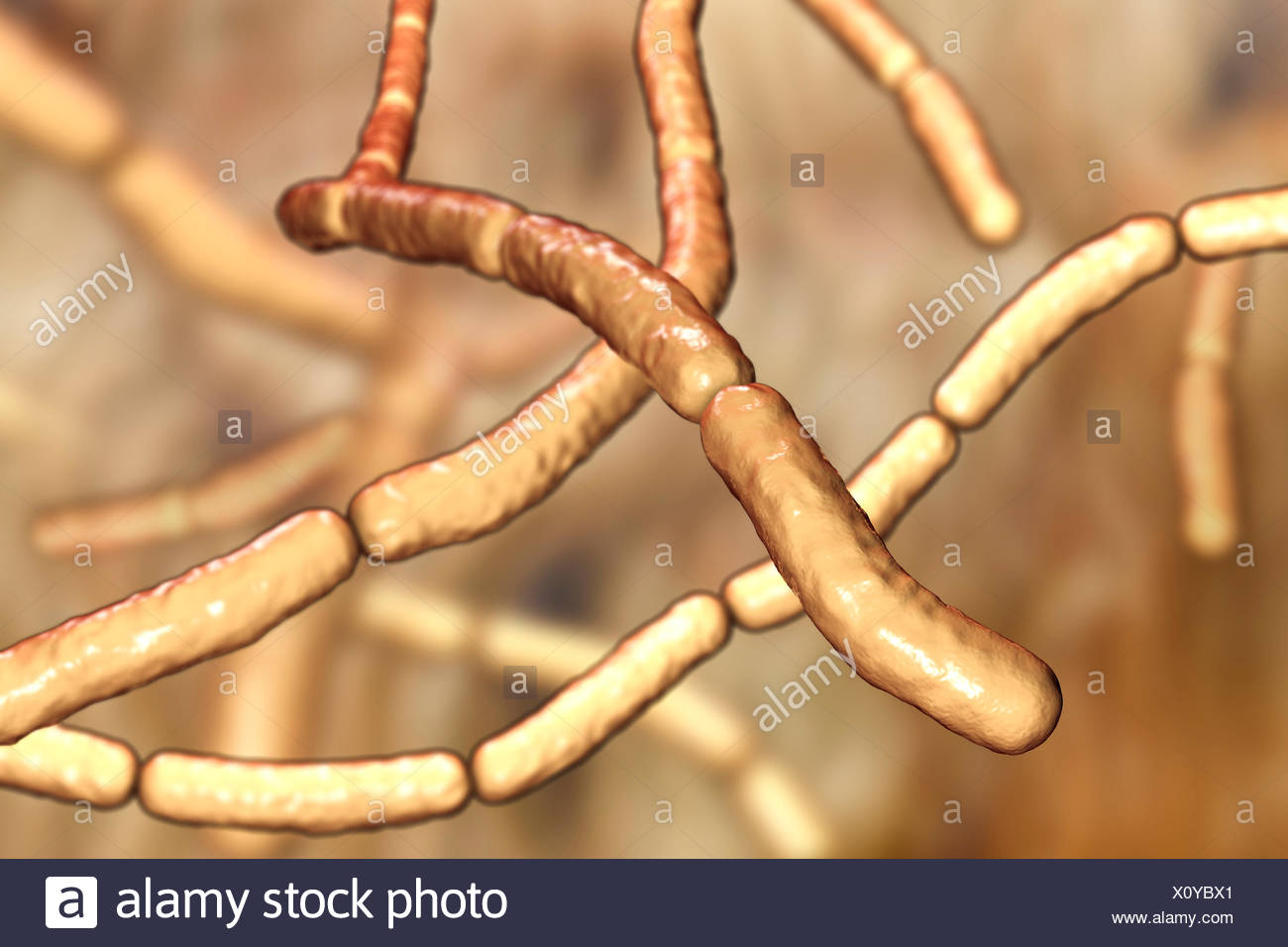 Bacillus Subtilis High Resolution Stock Photography and Images - Alamy