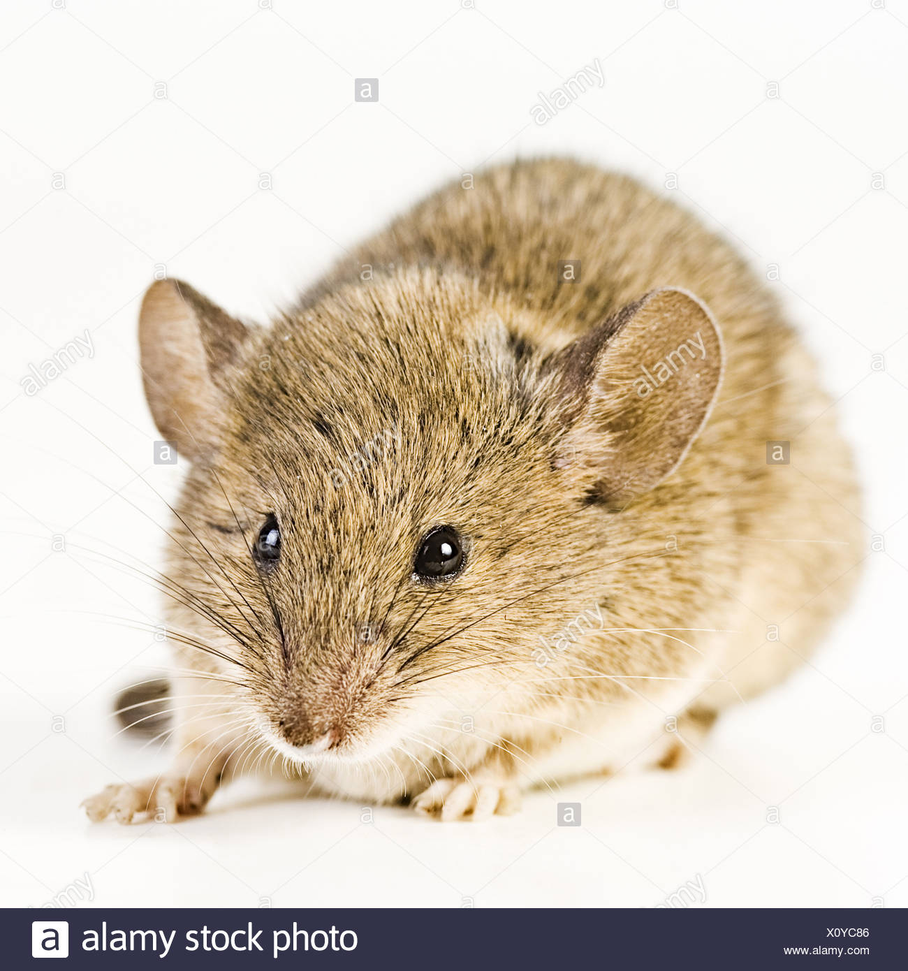 Housemouse High Resolution Stock Photography and Images - Alamy