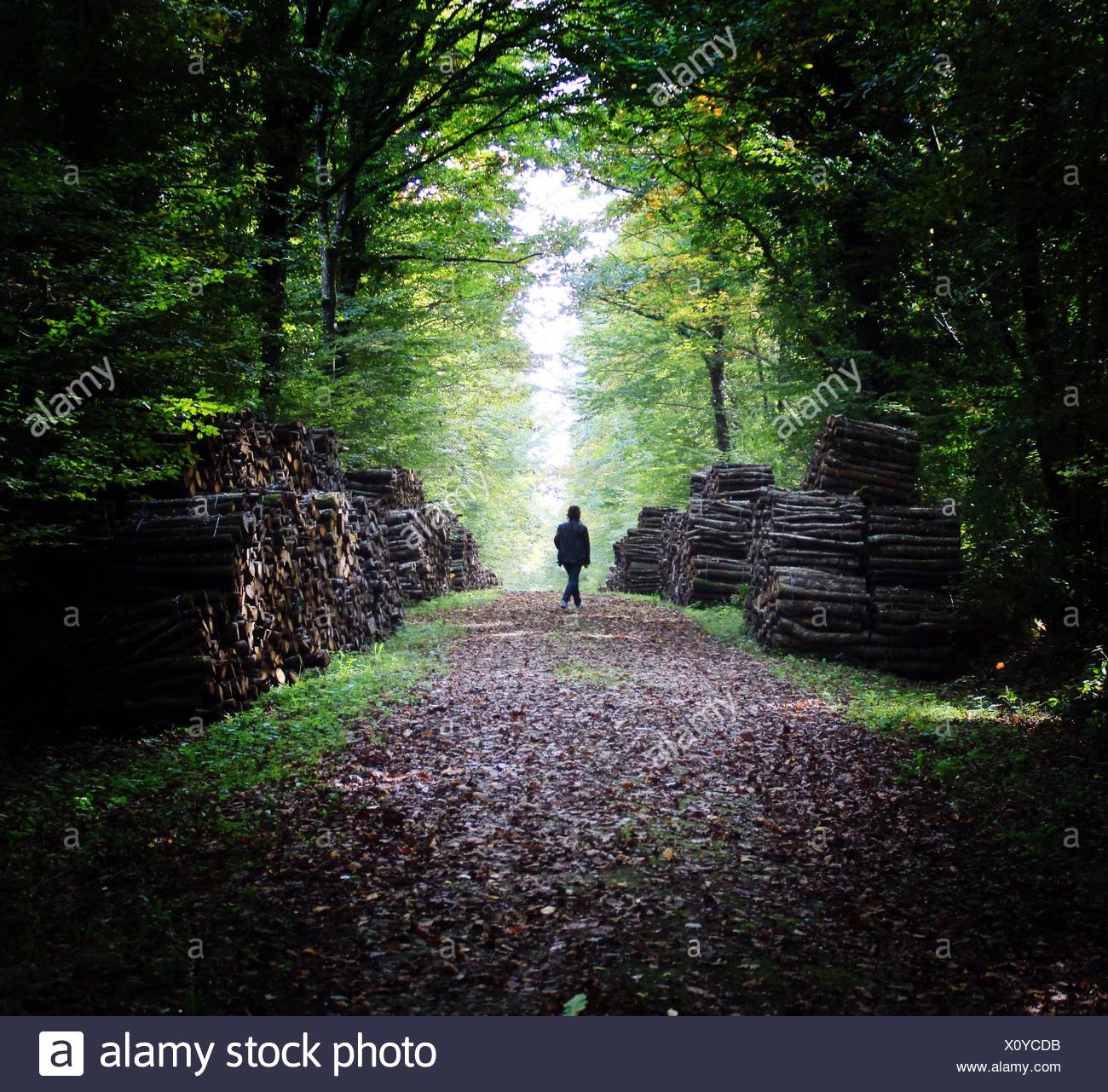 Log Walking Stock Photos & Log Walking Stock Images - Alamy