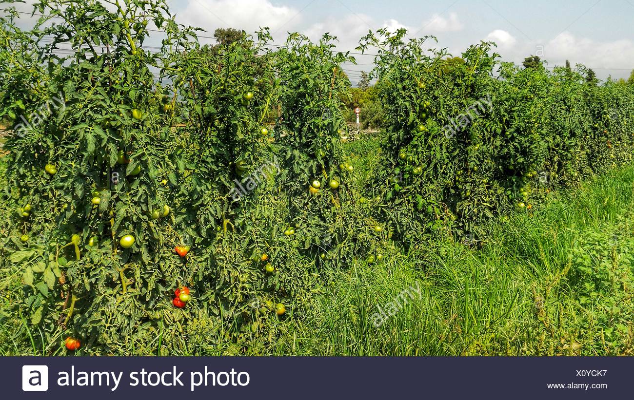 Field Of Tomato Plants Stock Photos & Field Of Tomato Plants Stock ...