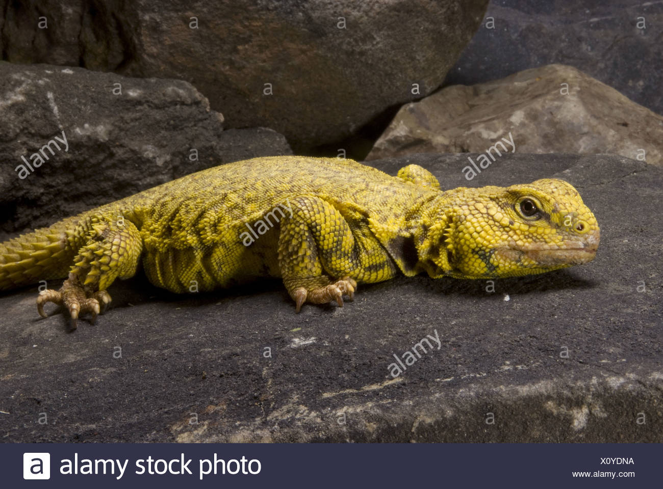 Mastigures High Resolution Stock Photography and Images - Alamy