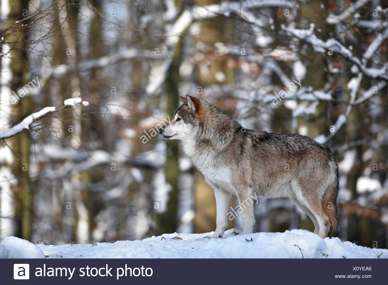 Wolf Pack With Alpha Male High Resolution Stock Photography and Images ...
