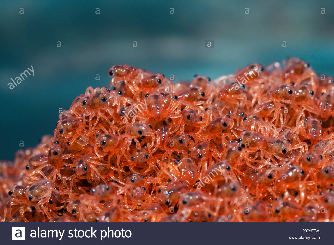 Crab And (larva Or Larval Or Larvae) High Resolution Stock Photography and Images - Alamy