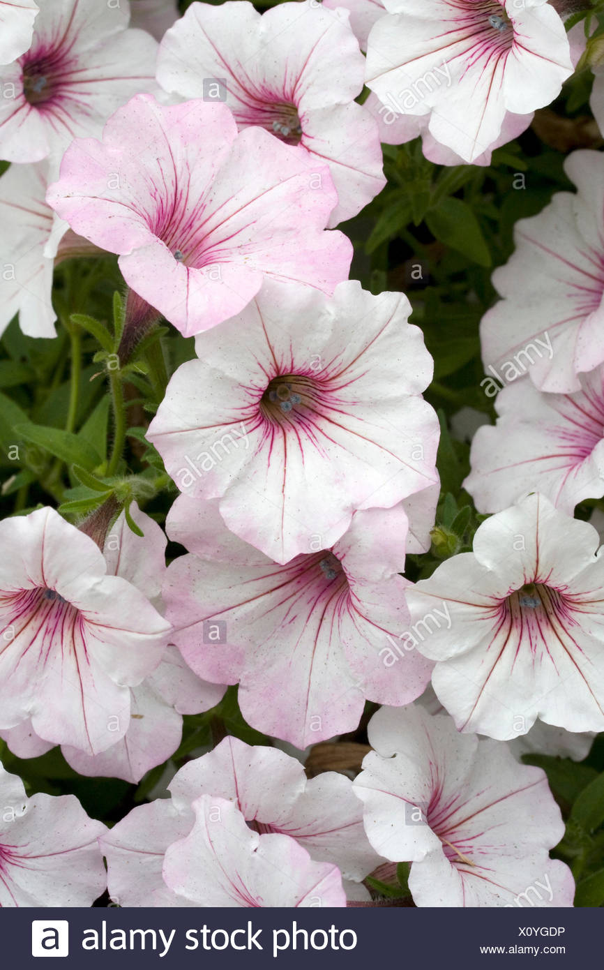 Supertunia Stock Photos & Supertunia Stock Images - Alamy