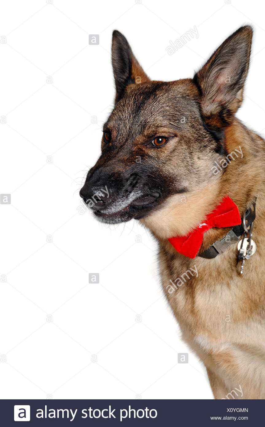 German Shepherd Dog Dangerous High Resolution Stock Photography and ...