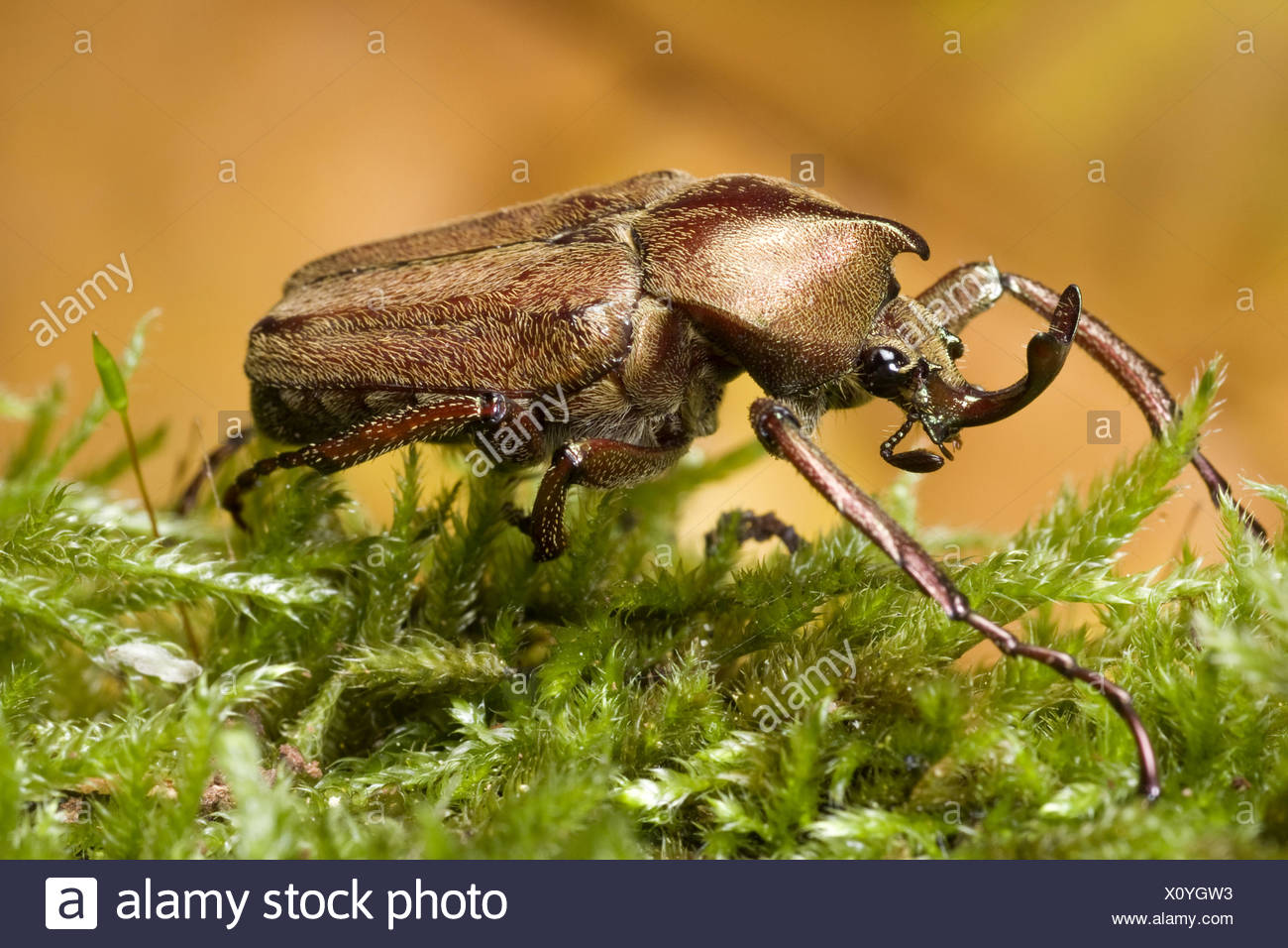 Sun Beetle High Resolution Stock Photography and Images - Alamy
