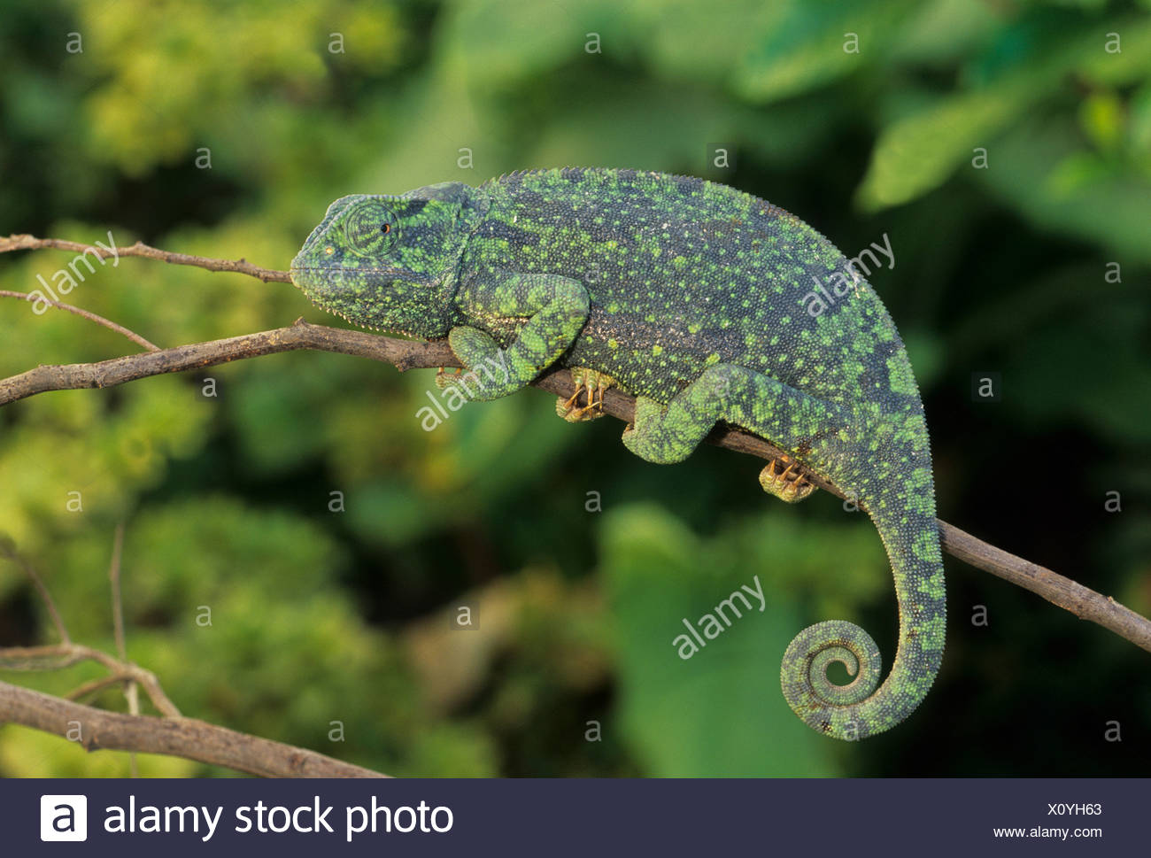 Flap Neck Chameleon High Resolution Stock Photography and Images - Alamy