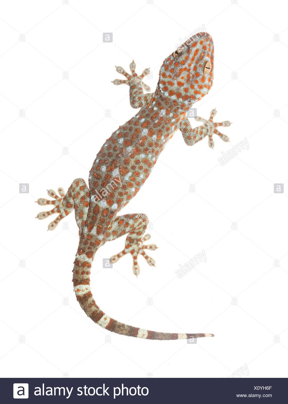 Tokeh High Resolution Stock Photography and Images - Alamy