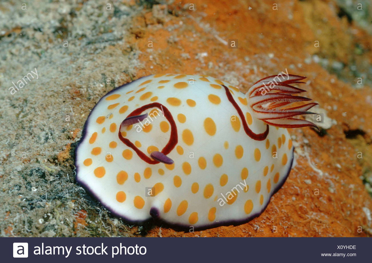 Sea Slug Yellow Chromodoris Stock Photos & Sea Slug Yellow Chromodoris ...