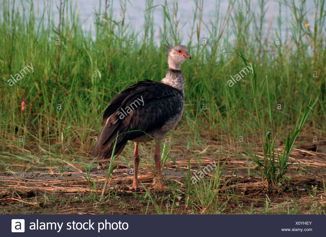 Crested Screamer Stock Photos & Crested Screamer Stock Images - Alamy
