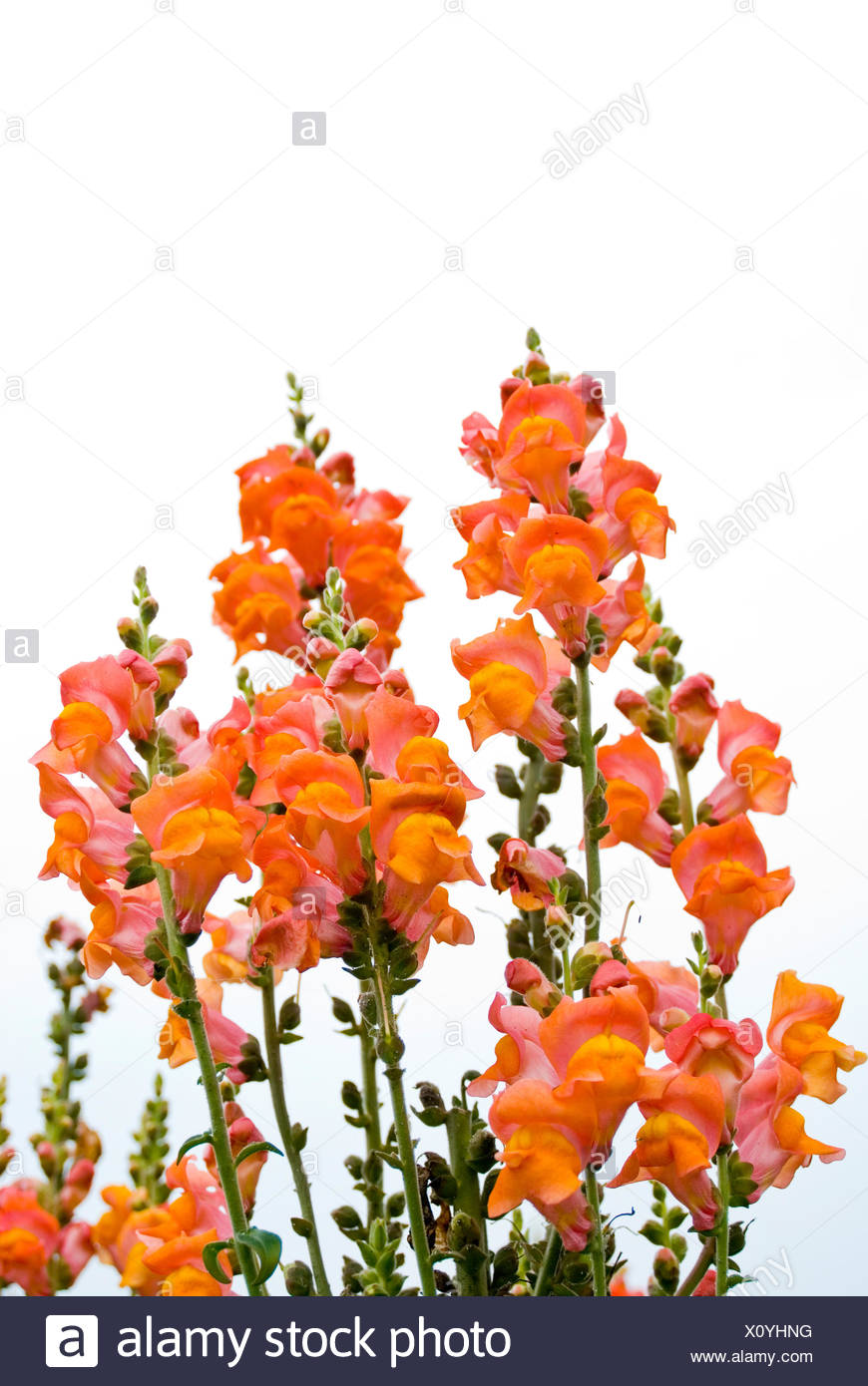 Field Of Snapdragon Flower High Resolution Stock Photography and Images ...