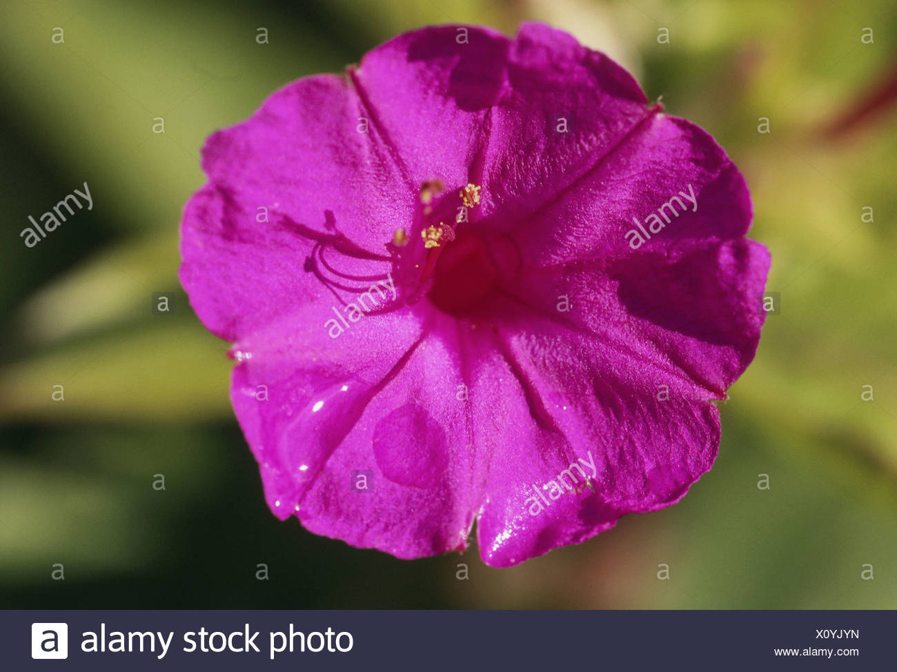 Four Oclock Flower High Resolution Stock Photography and Images - Alamy